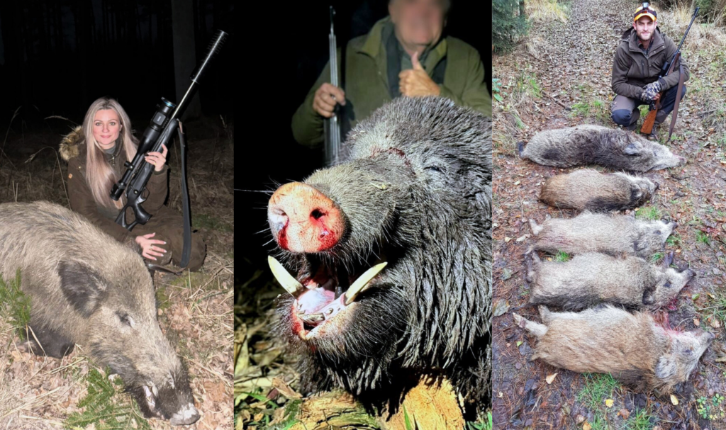 Wild Boar Hunting in Poland – Global Hunting Agency